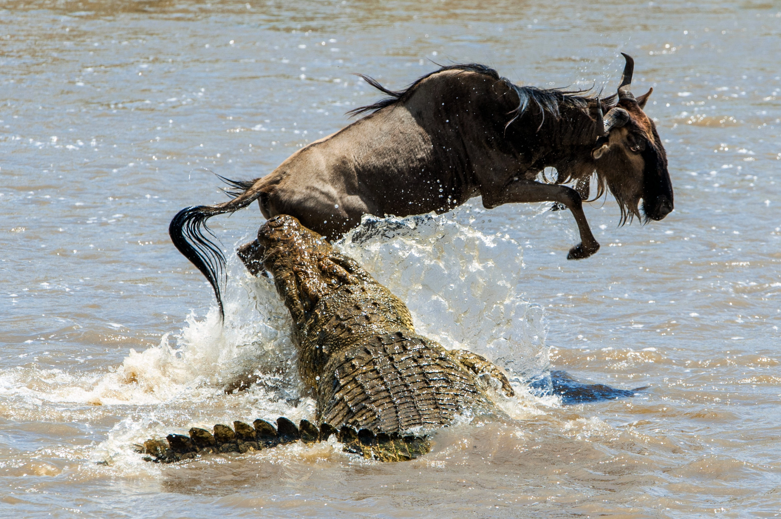 The 7 Deadliest Animals in Africa - Wide Open Spaces