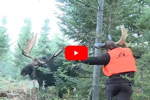 Man Dangerously Antagonizes Giant Bull Moose at Close Range - Wide Open ...