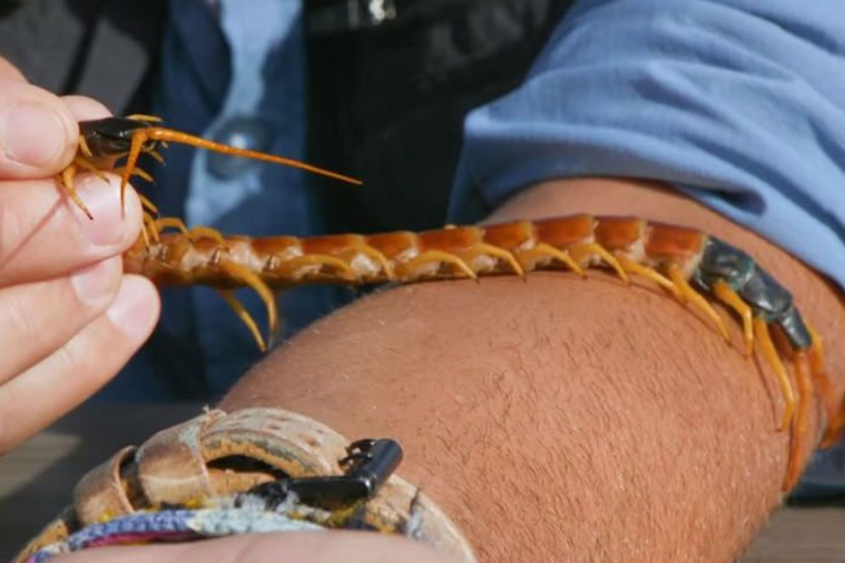 Giant Desert Centipede Bite Stops Production of Coyote Peterson Video ...