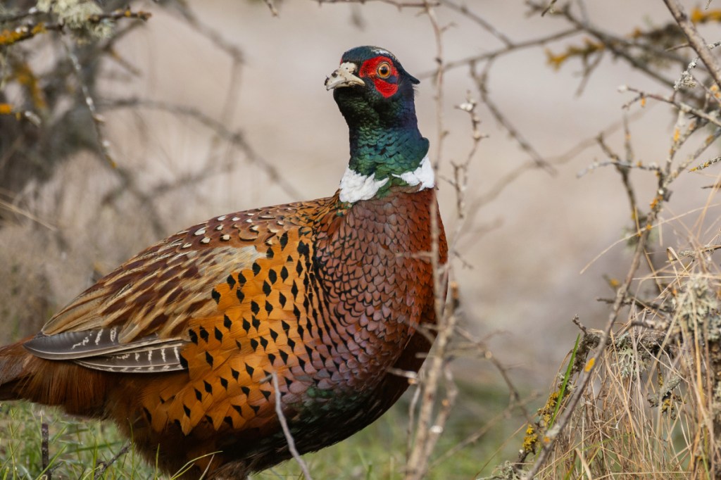 An Easy Crock-Pot Pheasant Stew Recipe Anyone Can Do - Wide Open Spaces