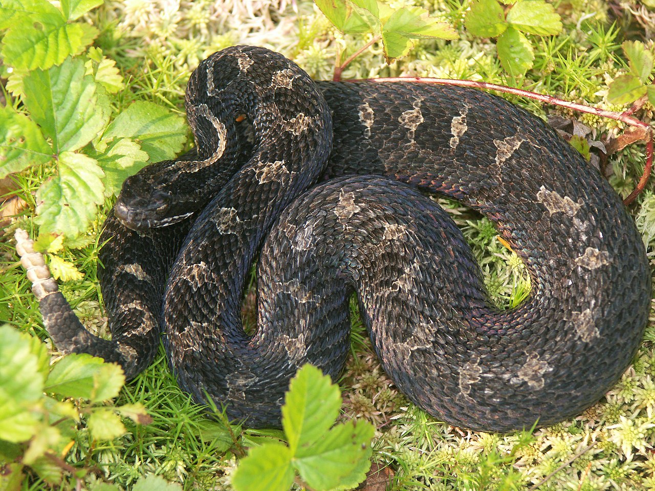 Eastern Massasauga Rattlesnake: The Most Elusive Rattler in America ...