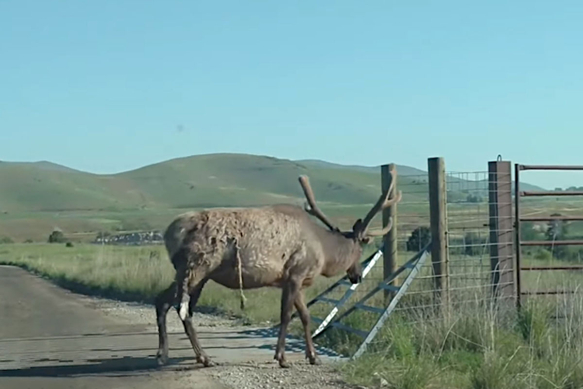 This Cattle Guard Isn't Stopping This Smart Bull Elk - Wide Open Spaces