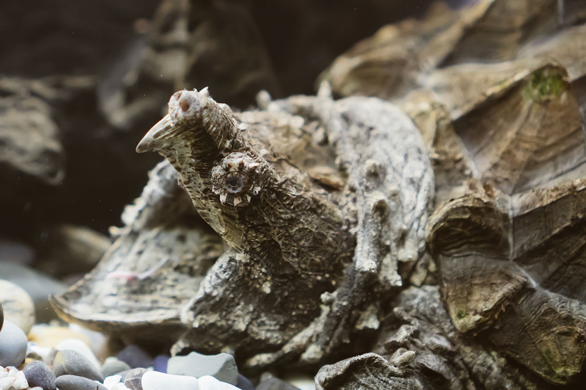 Huge Alligator Snapping Turtle Caught in Texas is Nearly the Size of ...