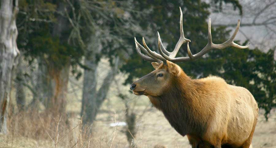 Missouri Announces Dates for First Elk Hunting Season in Fall 2020 ...