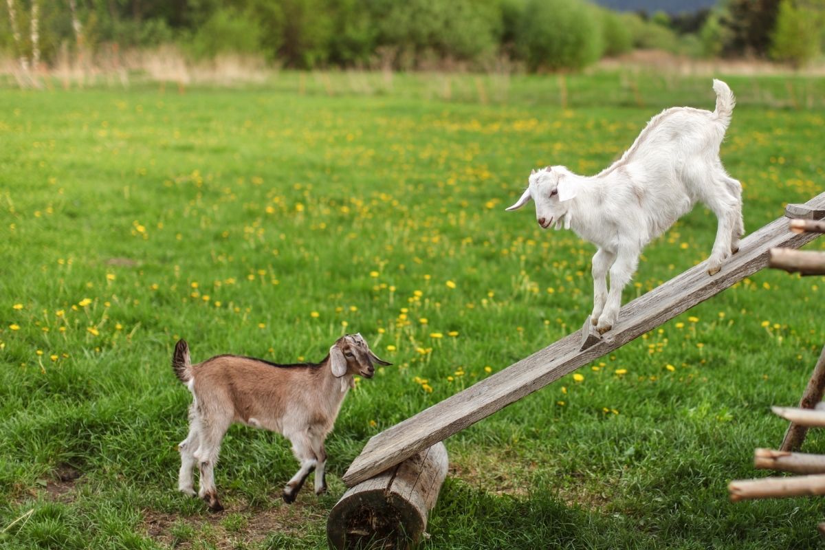 10 Goat Toys That Will Keep Your Goats Active on Their Playground
