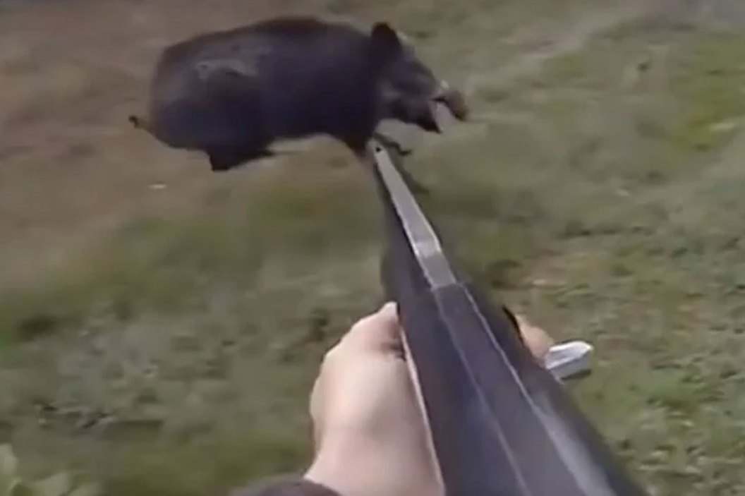 10 Slow-Mo Hog Shots to Get You Through the Week - Wide Open Spaces