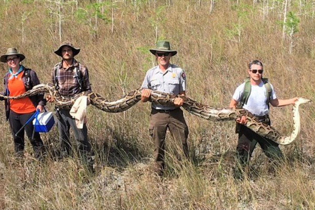 140-Pound, 17-Foot Record Python Caught in Florida Everglades - Wide ...