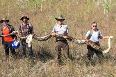 140-Pound, 17-Foot Record Python Caught in Florida Everglades - Wide ...