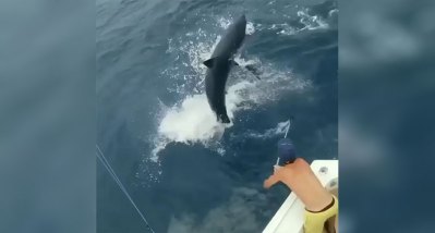 Video: Massive Hammerhead Attacks Tarpon Right at Boat - Wide Open Spaces