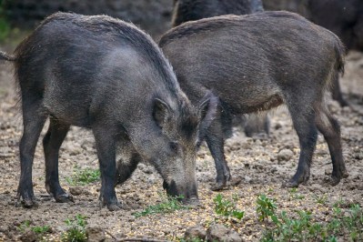 Authorities Still Uncertain How African Warthogs are Arriving in South ...