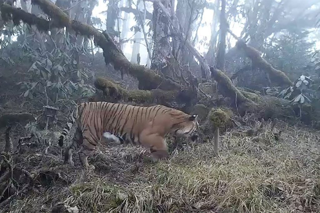 Rare Footage of Bhutan Tigers Using Wildlife Corridors - Wide Open Spaces