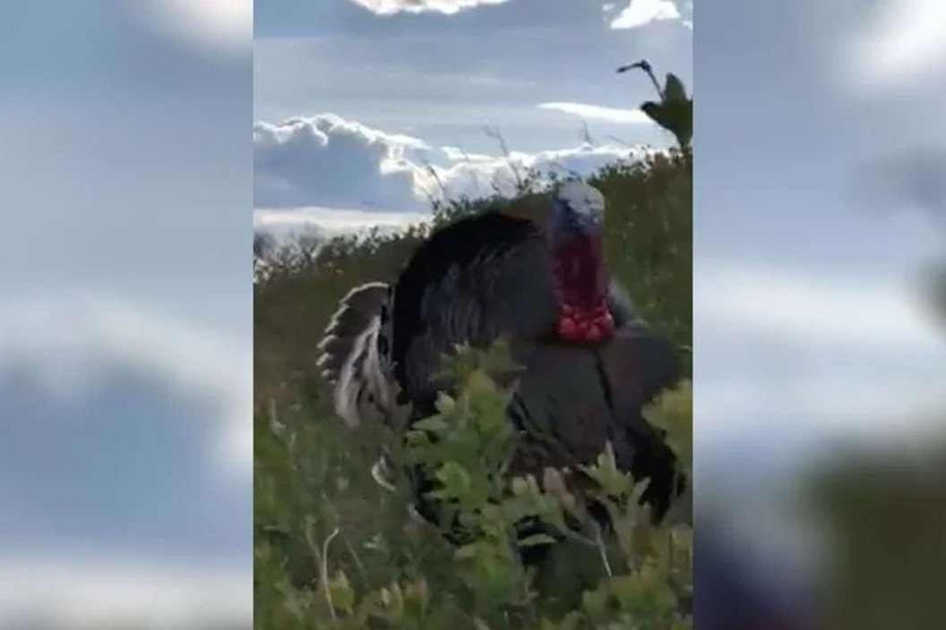 Pics: Check Out These Cool Cinnamon Color-Phase Turkeys - Wide Open Spaces