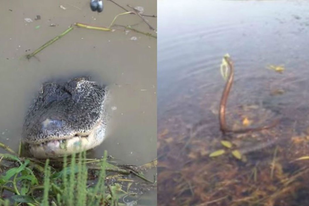 Guy Snags a Snake While Fishing, Now What? - Wide Open Spaces