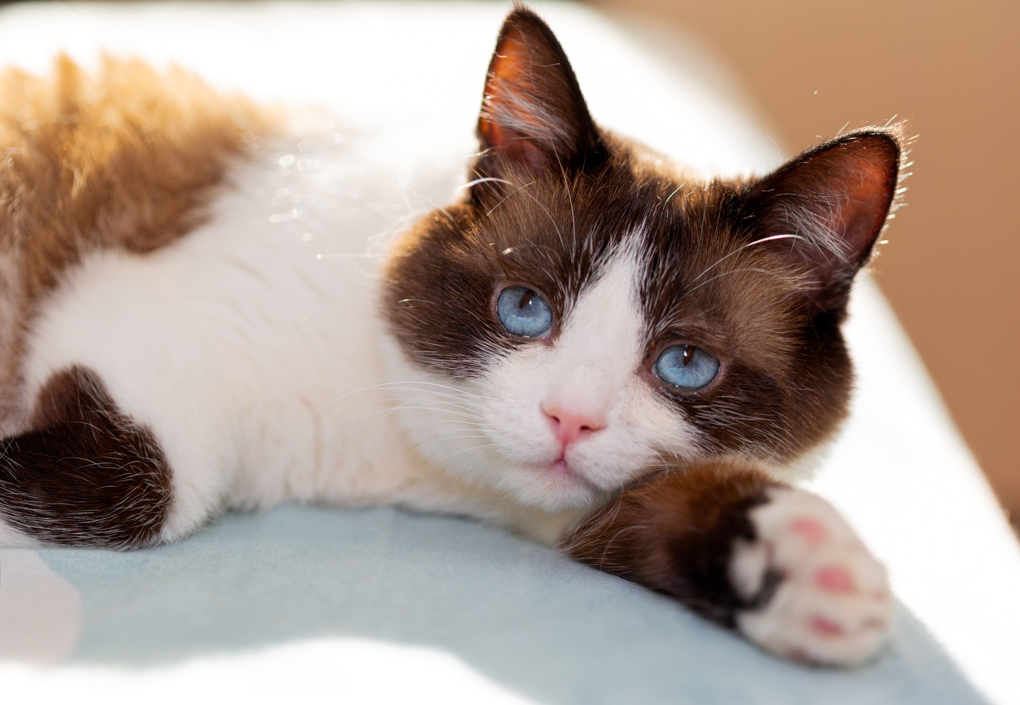 Snowshoe Cat: Breed History, Personality, and How to Adopt One
