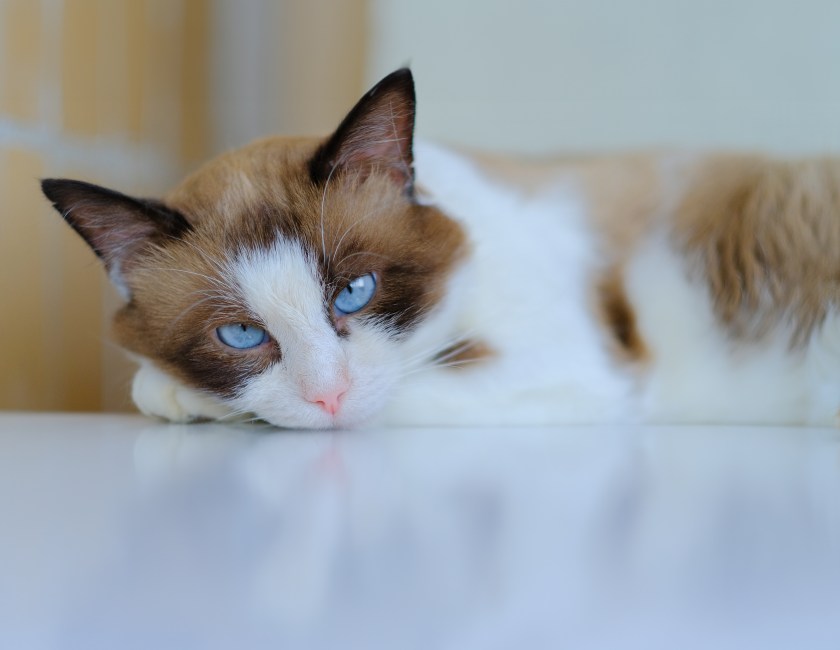 Snowshoe Cat: Breed History, Personality, and How to Adopt One