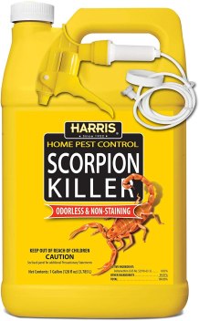 How to Get Rid of Scorpions for Good With DIY Remedies and Insecticides ...