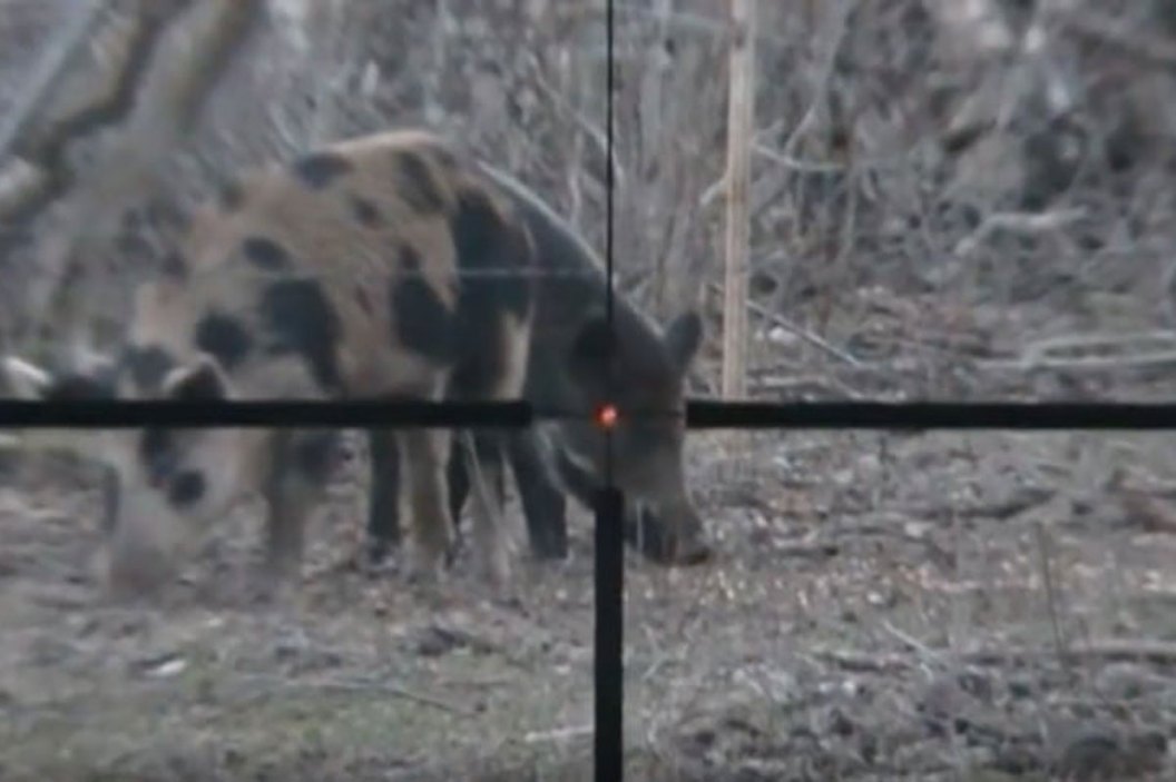 Hunter Attempts Shot on Feral Hog With a .22 Hornet - Wide Open Spaces