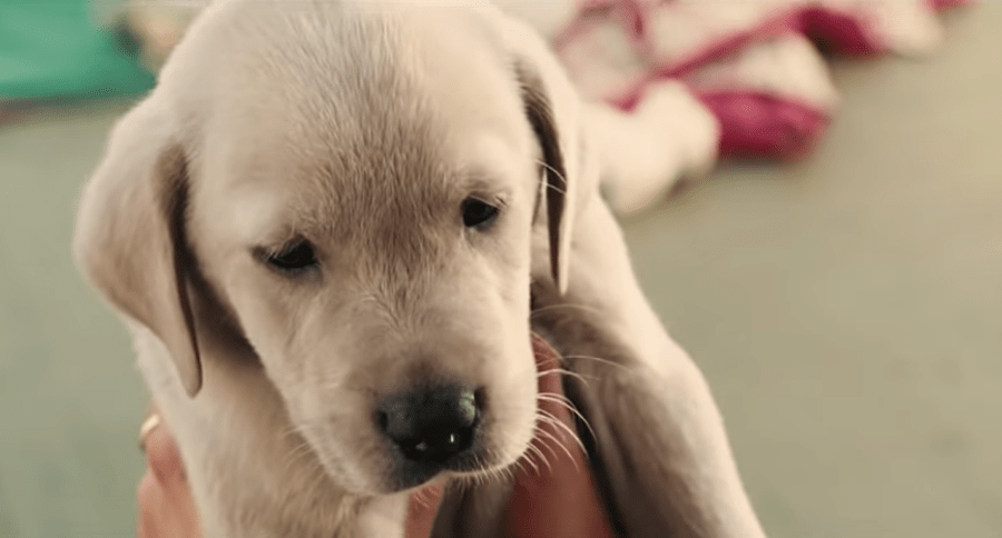 'Marley and Me' Dog Was Actually 22 Different Labradors