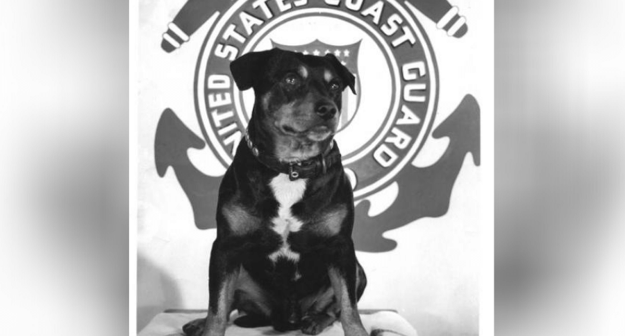 "Sinbad the Mutt" Kept His Coast Guard Crew Smiling Through WWII