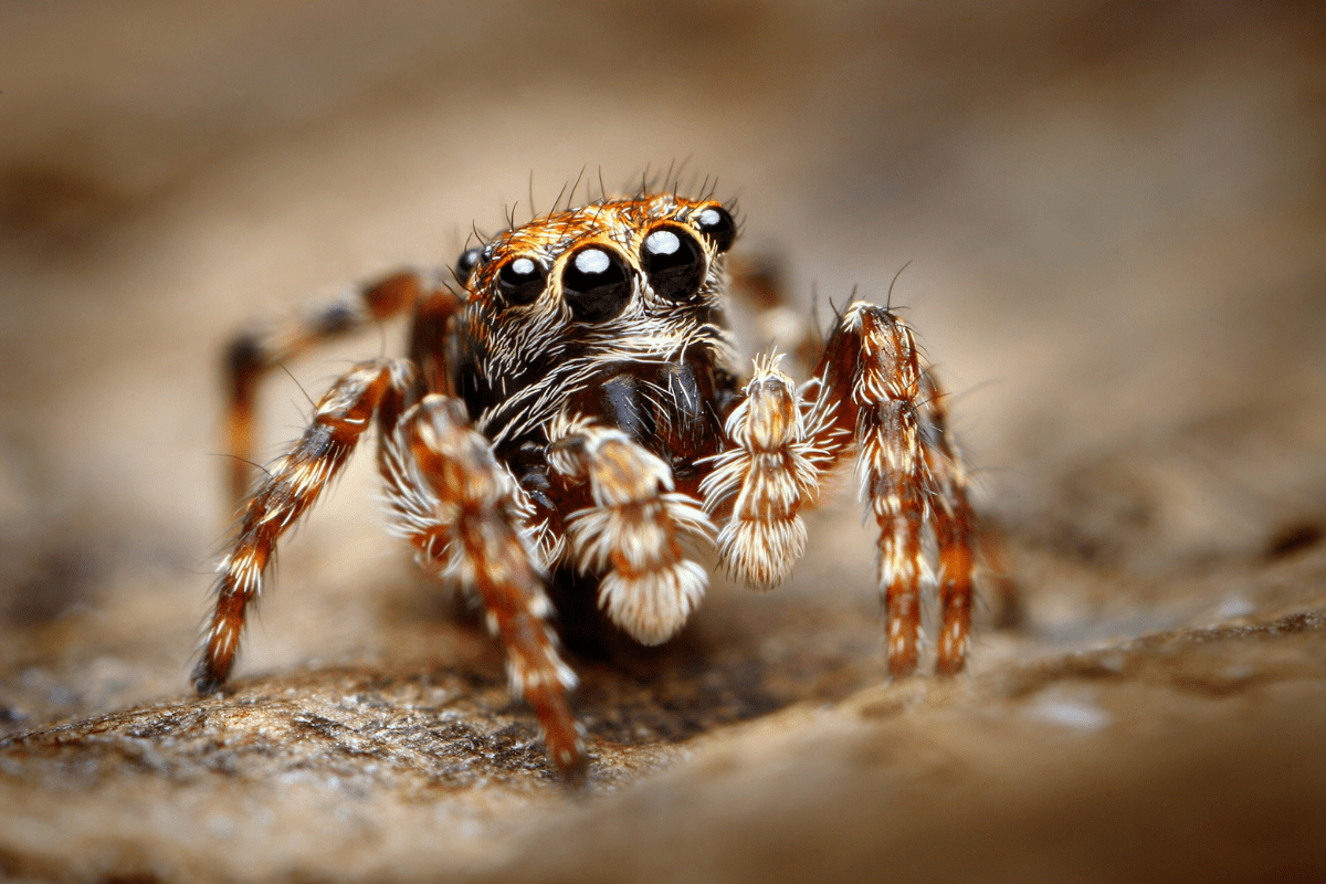35 Spider Puns and Jokes Even Arachnophobes Will Love