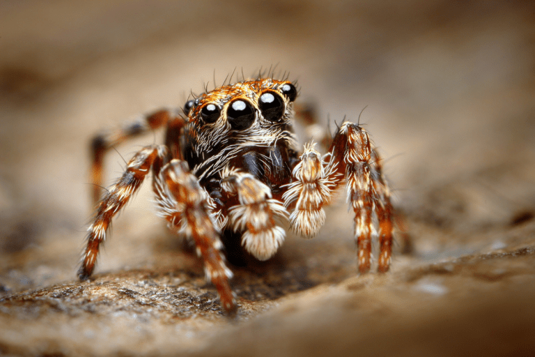35 Spider Puns and Jokes Even Arachnophobes Will Love