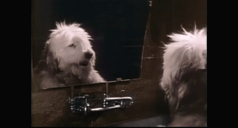 Shaggy from 'The Shaggy Dog' Did Most of His Own Stunts