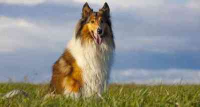 'Lassie' Facts About The Most Famous Farm Dog That Ever Existed