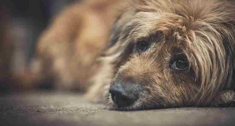 'Benji' Was One of the Most Famous Small Dogs in History