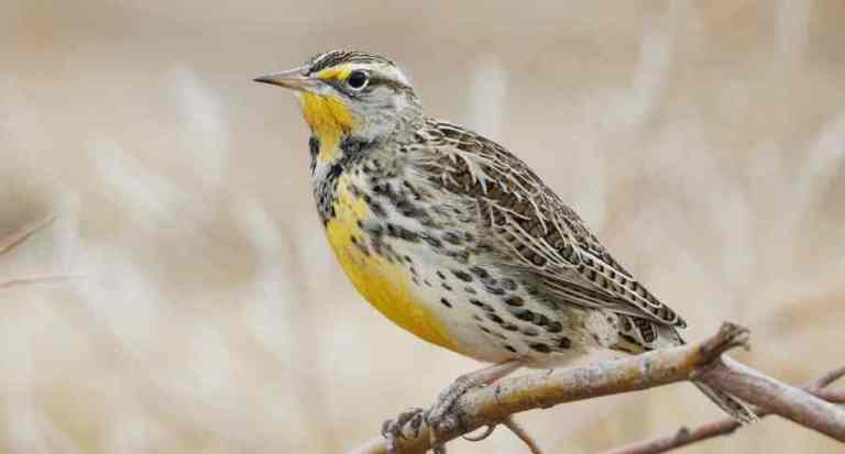 50 Birds of Oregon: What and Where To Spot Them