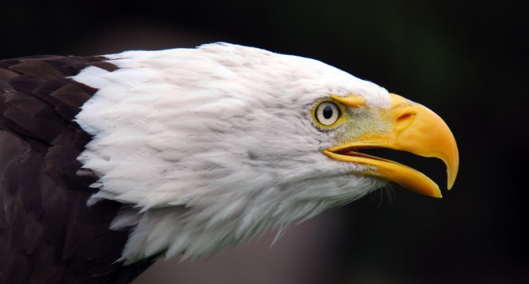 Oregon State Police Looking for Leads on Poaching of Three Bald Eagles ...