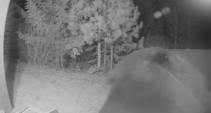 Bear Bites Security Cam, Gives Unique "Down the Throat" Angle - Wide ...