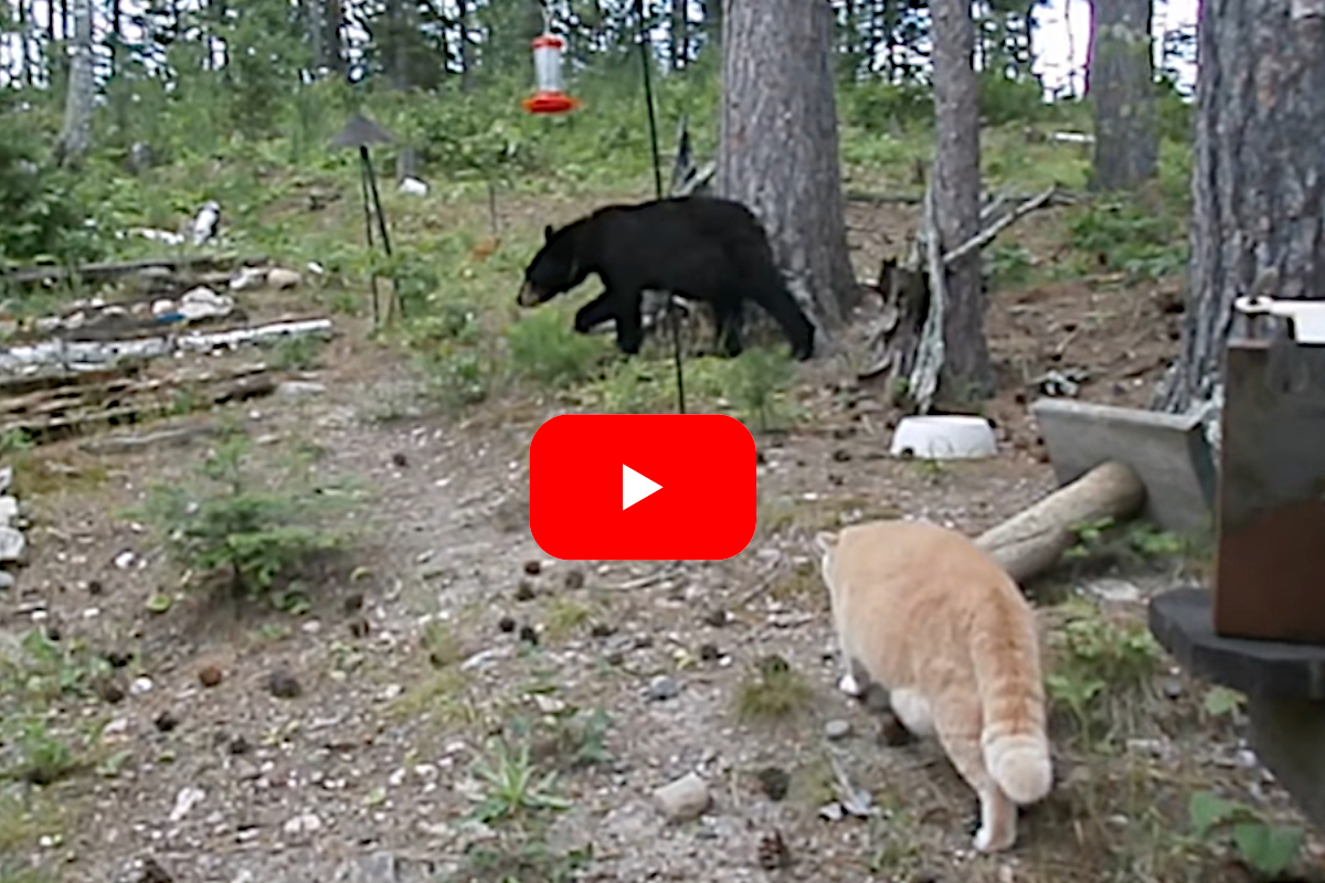 Black Bear Flees Up Tree From Attacking, Angry House Cat - Wide Open Spaces