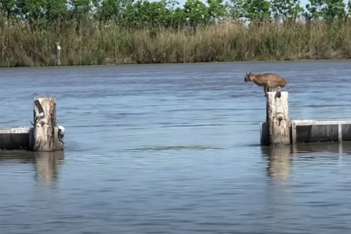 Jumping Bobcat Makes Incredible Leap Look Like a Walk in the Park ...