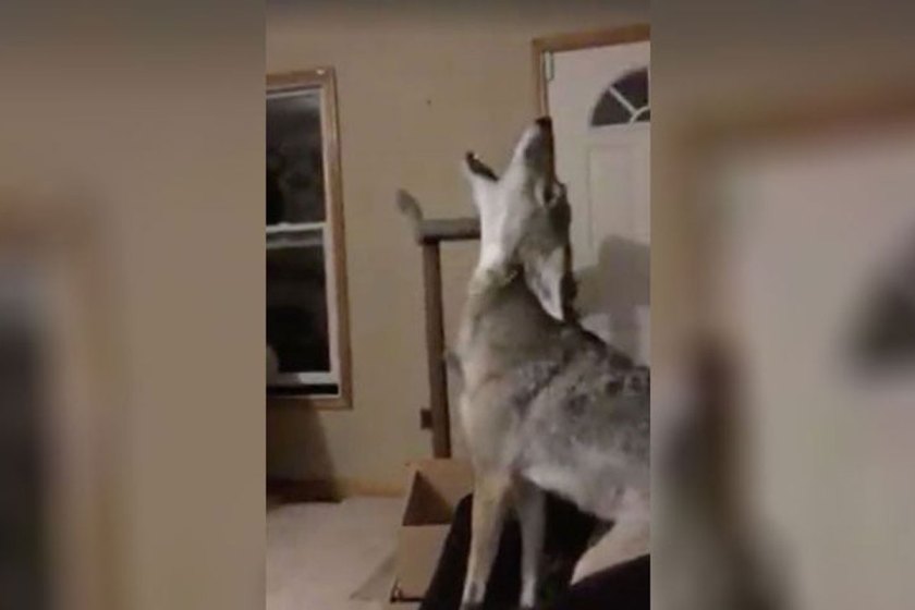 Pet Coyote Taps Into Primitive Side, Howls From Living Room Couch ...