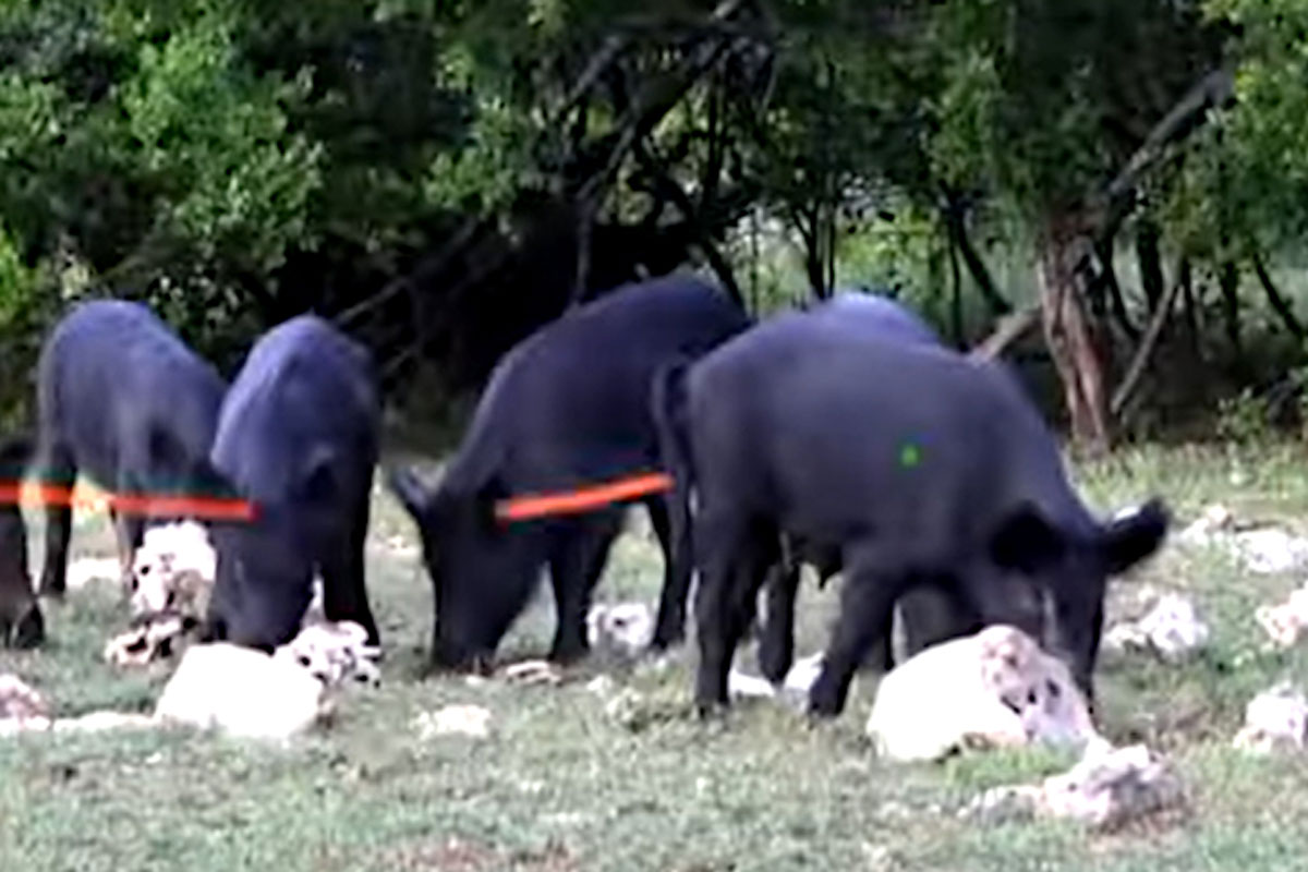Two Feral Hogs Nailed With One Well-Placed Crossbow Shot - Wide Open Spaces