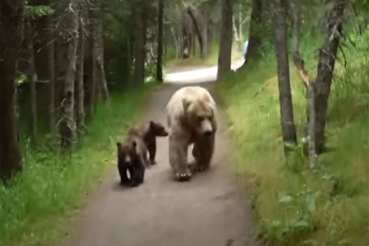 Man Crosses Paths With Mother Bears and Cubs on Hiking Trail - Wide ...