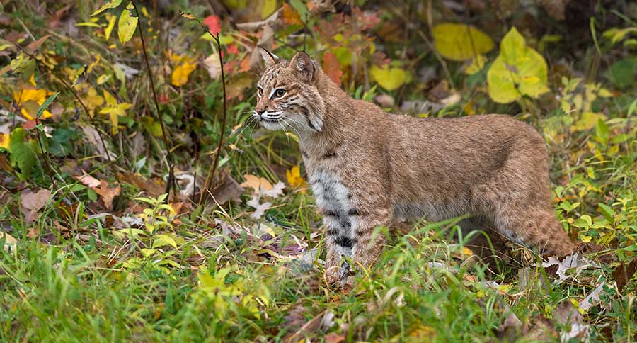 Bobcat Facts: How Much Do You Know About North America's Feline ...