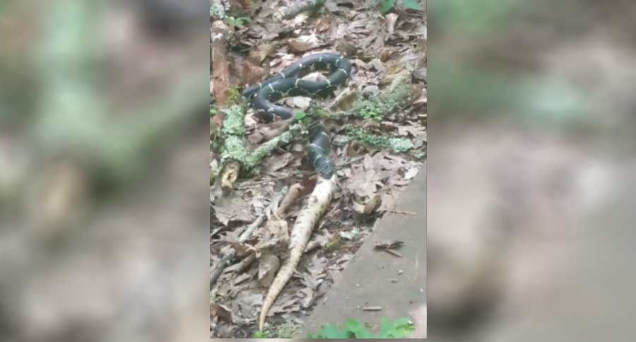 Kingsnake Makes Short Work of a Deadly Copperhead - Wide Open Spaces