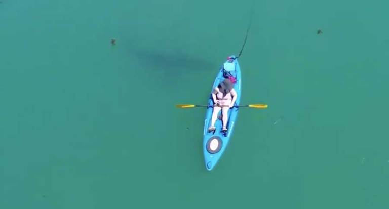 Epic Blacktip Shark Migration Will Make You Think Twice Before Entering ...