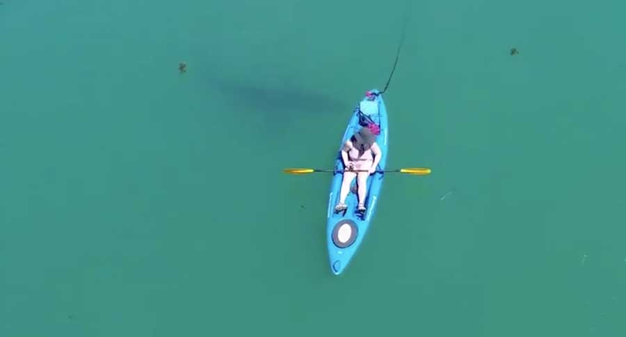 Epic Blacktip Shark Migration Will Make You Think Twice Before Entering ...