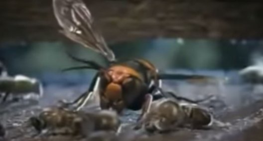 Murder Hornet Killed by Swarm of Asian Bees - Wide Open Spaces