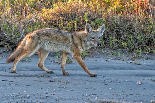 What Coyote's Sound Like & What Different Sounds Mean
