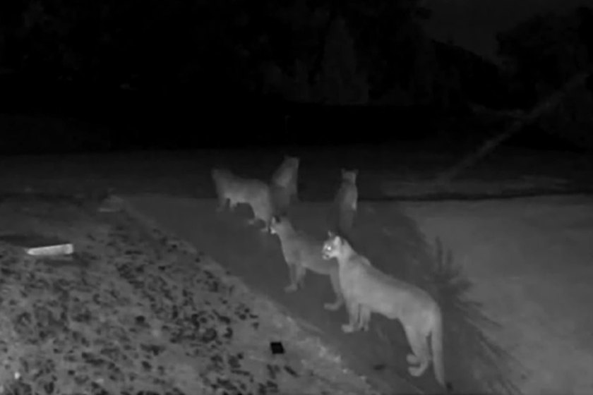 California Resident Surprised When 5 Mountain Lions Appear in Home ...