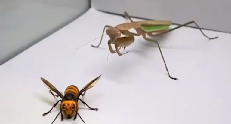 Praying Mantis Takes on a Small Snake and Devours It For Dinner - Wide ...