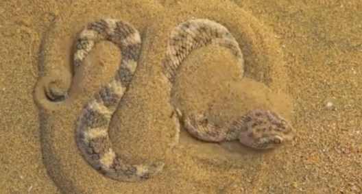 Sand Viper Goes Into Hiding Before Our Very Eyes - Wide Open Spaces