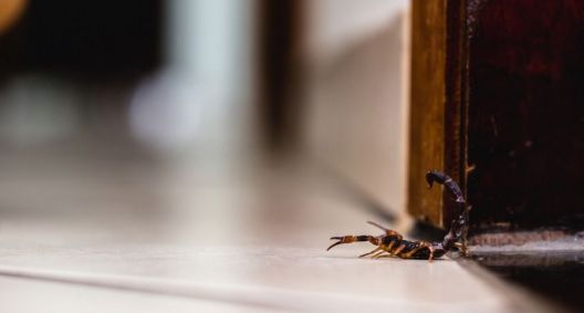 How to Get Rid of Scorpions for Good With DIY Remedies and Insecticides ...