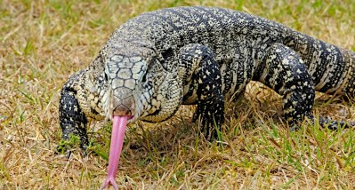 4-Foot Long Invasive Tegu Lizards Posing a Potential Threat to Florida ...