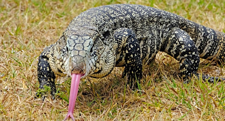 4-Foot Long Invasive Tegu Lizards Posing a Potential Threat to Florida ...