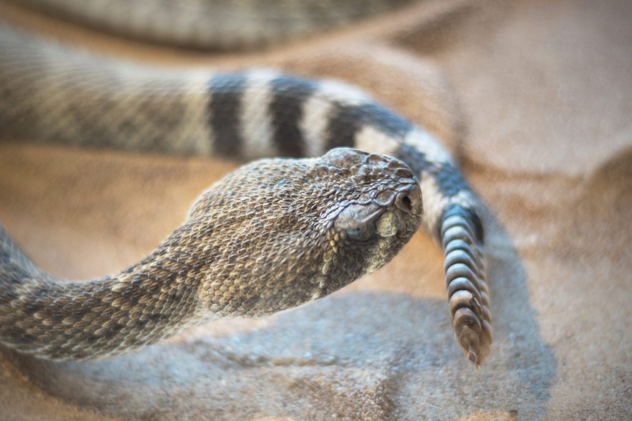 Snakes in Texas: How to Identify Venomous Texas Snakes