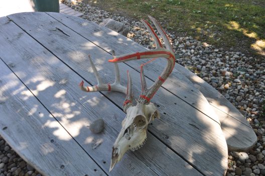 How to Score a Deer: Measuring Your Trophy Step-by-Step - Wide Open Spaces